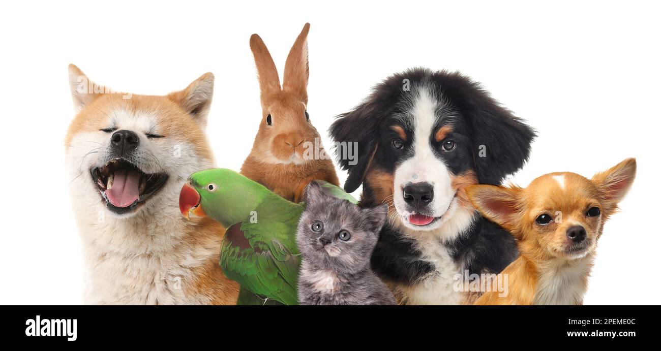 Group of cute pets on white background. Banner design Stock Photo - Alamy