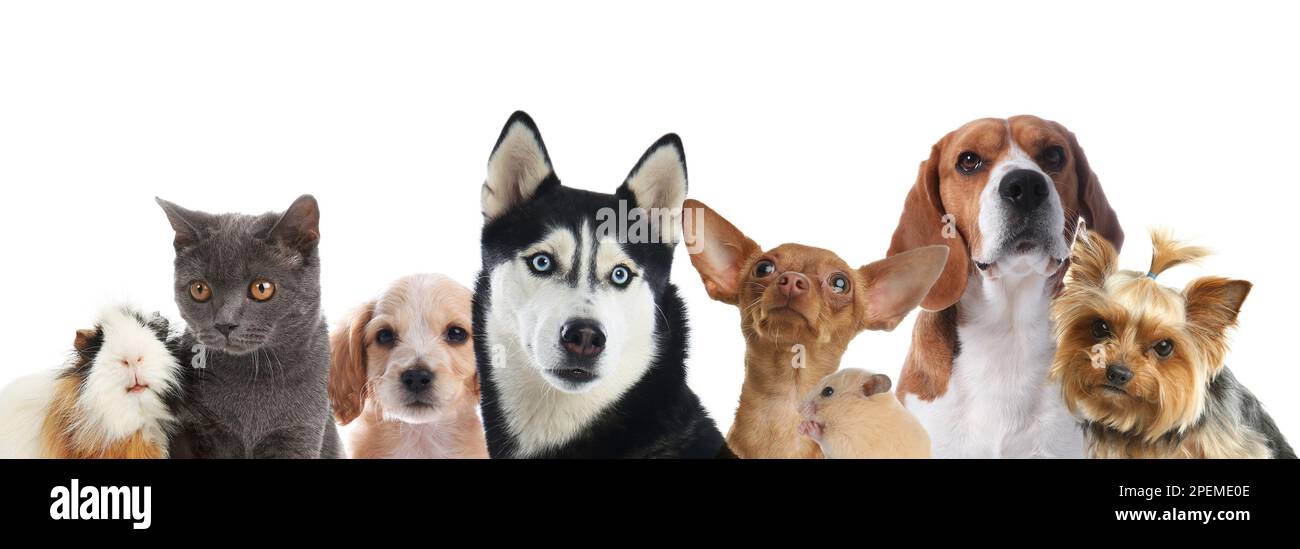Group of cute pets on white background. Banner design Stock Photo - Alamy