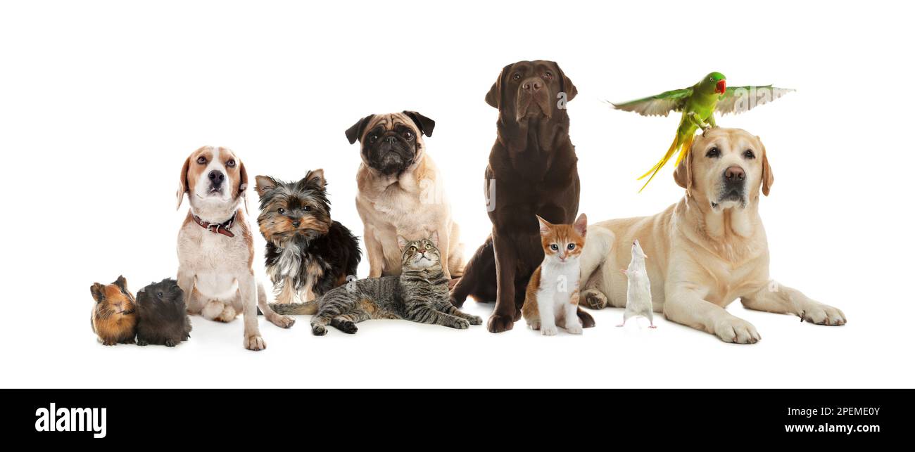 Group of cute pets on white background. Banner design Stock Photo - Alamy