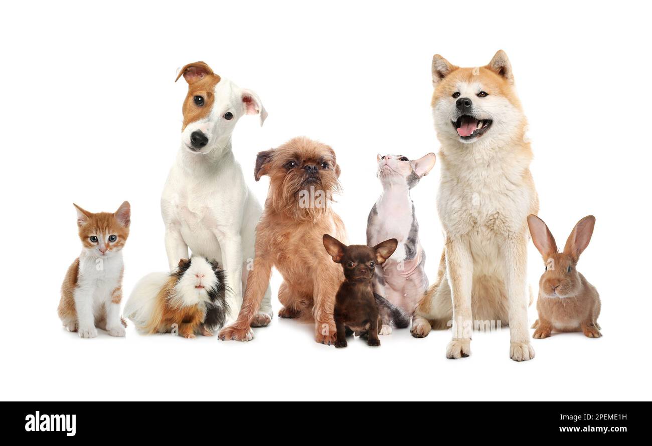 Group of cute pets on white background Stock Photo - Alamy