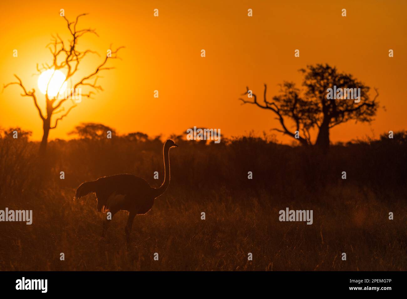 Ostrich silhouette in sunset hi-res stock photography and images - Alamy