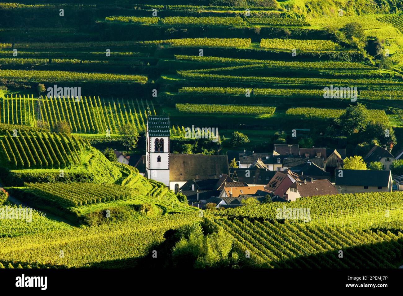 Church in the vineyards, Oberbergen, Kaiserstuhl, Baden-Wuerttemberg ...