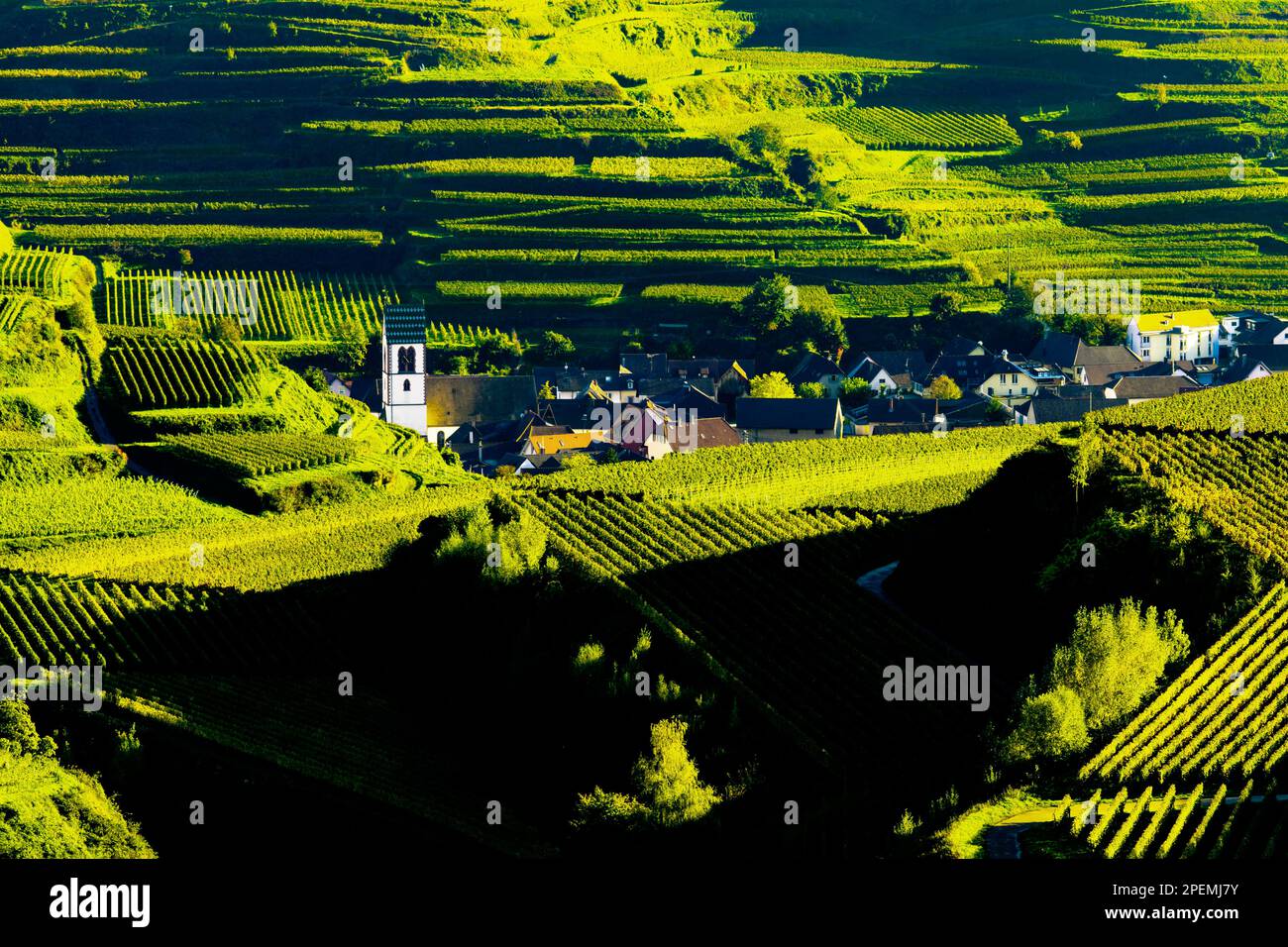 Church in the vineyards, Oberbergen, Kaiserstuhl, Baden-Wuerttemberg ...