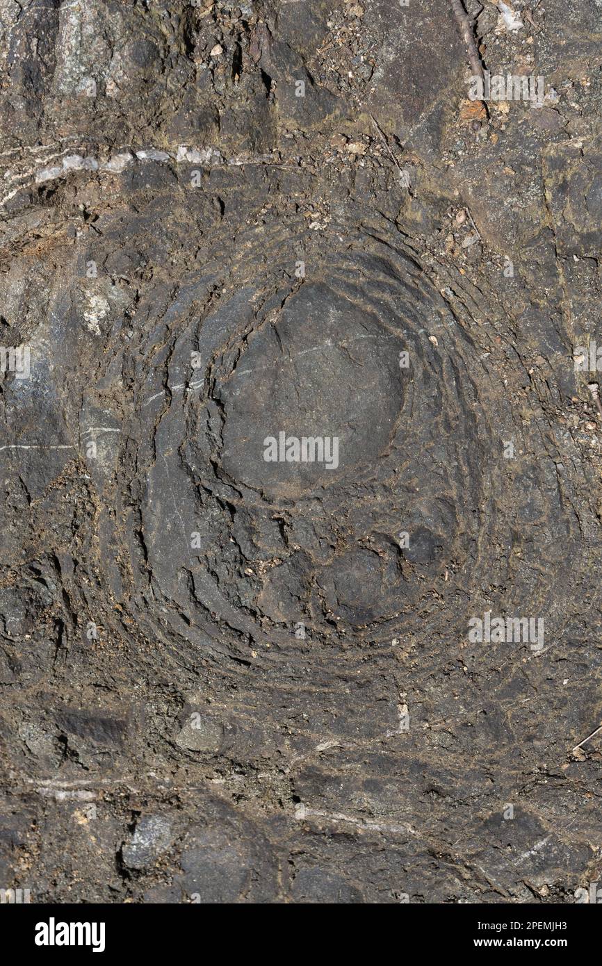 "Basalt rose", example of spheroidal weathering of diabase rock. Rock ...