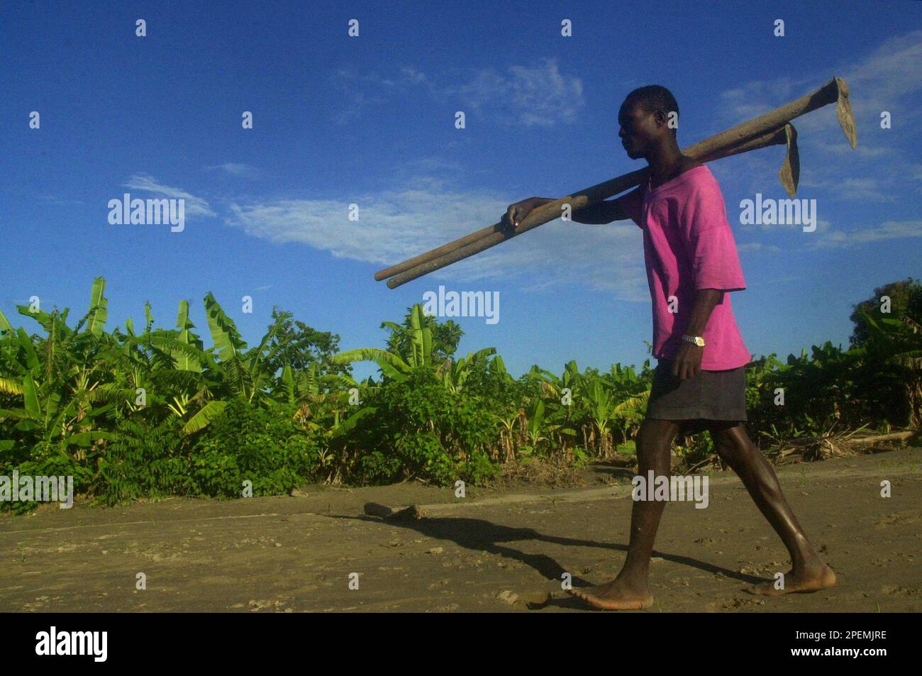 A Haitian farmer walks on the mud covering a banana plantation ...