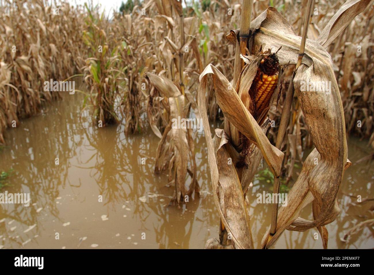 Over a foot of water stands in this Corning, Pa., corning, Wednesday ...