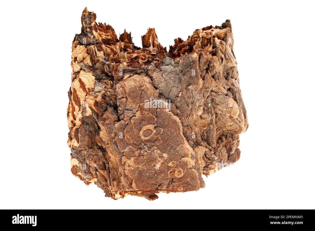 Detail bark pine tree Cut Out Stock Images & Pictures - Alamy