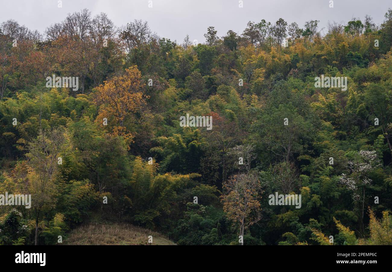 Landscape view of colorful tropical forest with blooming wild trees ...