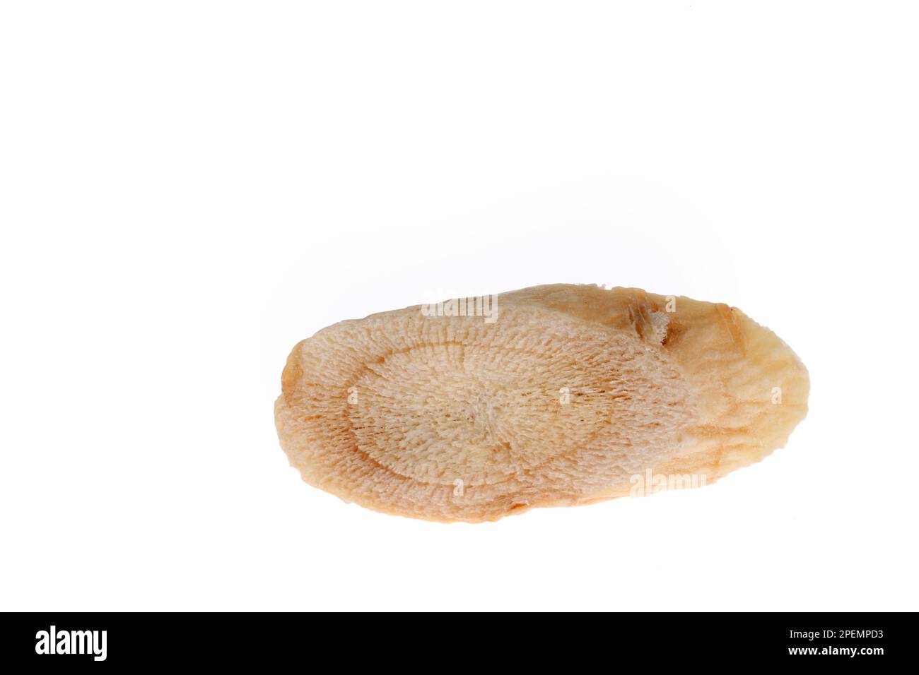 Chinese herbal medicine astragalus membranaceus on a white background ...