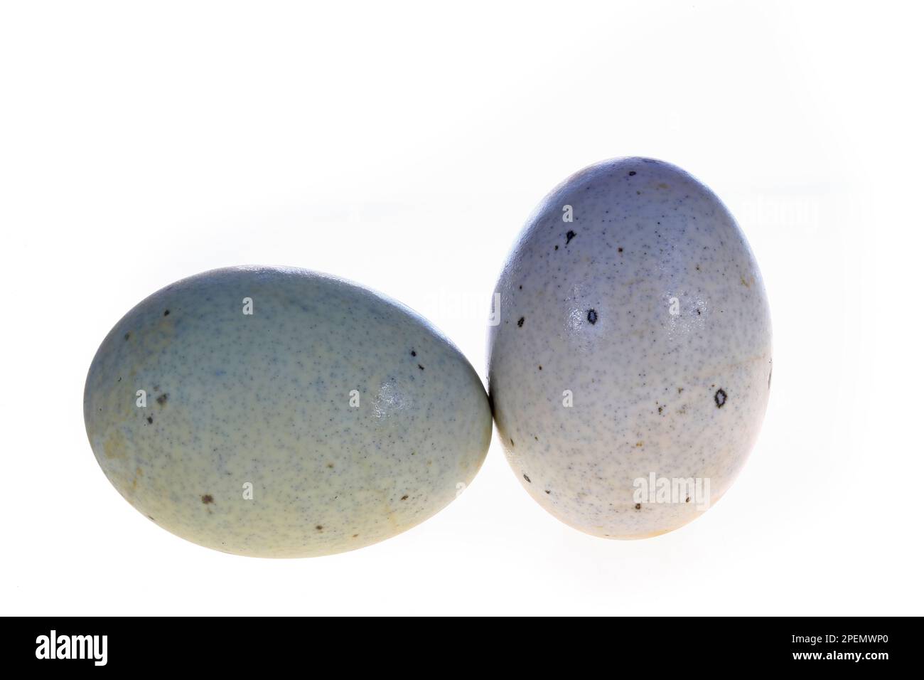 Eggs, duck egg, preserved egg on a white background, close-up pictures ...