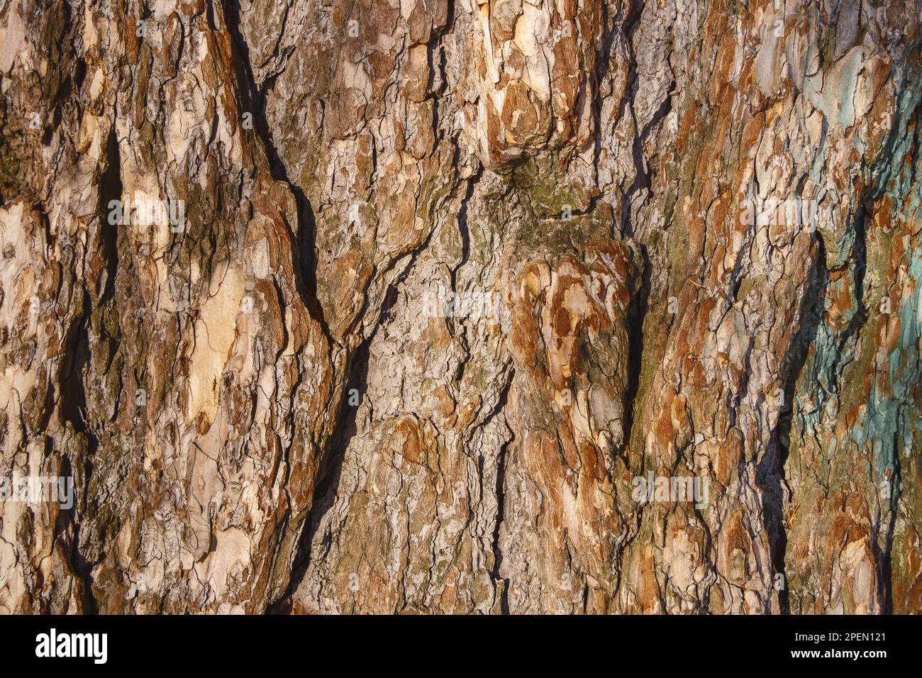Tree bark texture close up, sunny day in winter Stock Photo - Alamy