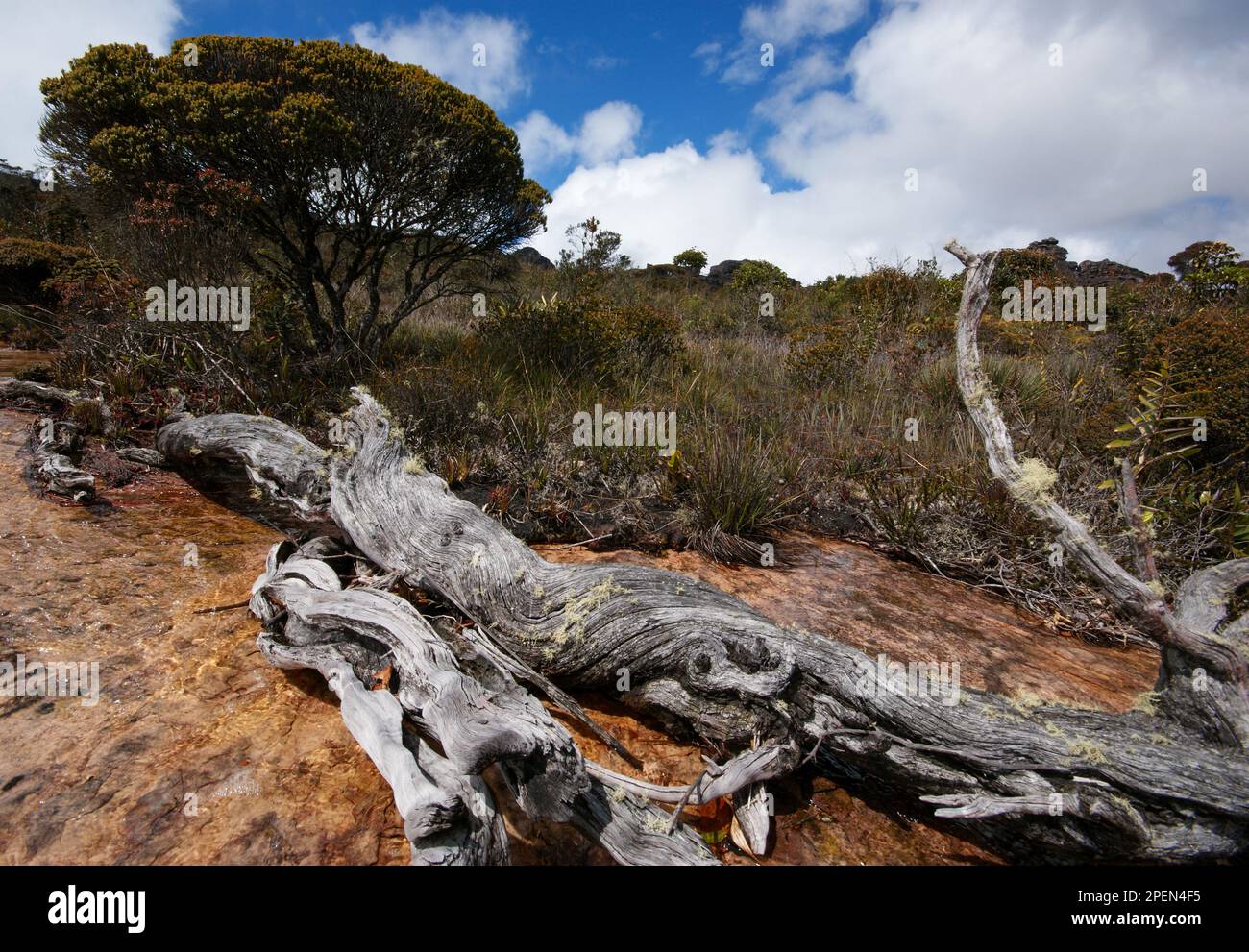 Bonnetia tree hi-res stock photography and images - Alamy