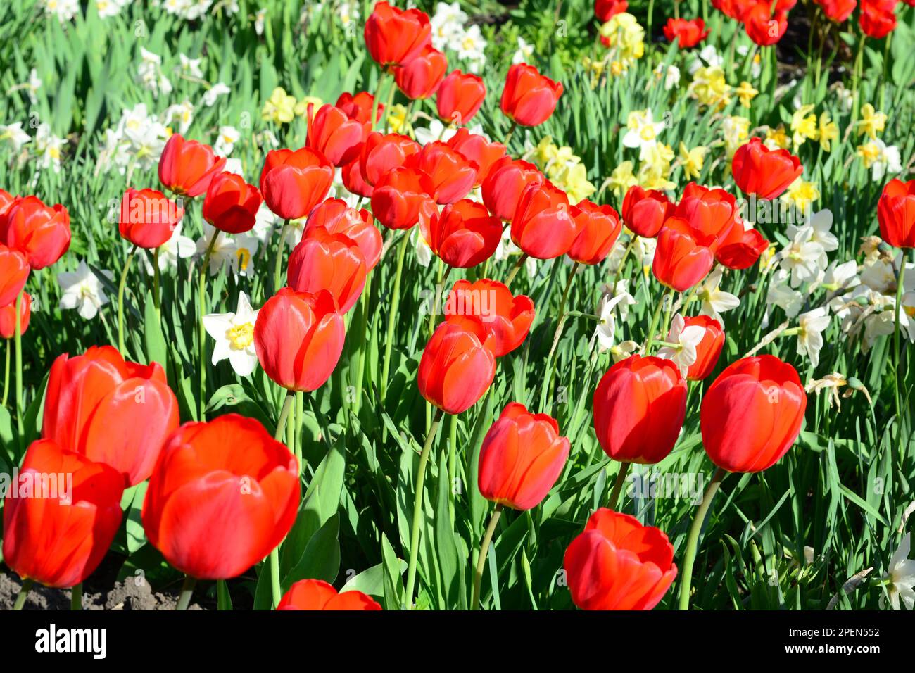 Red Tulip Garden In Spring Background.Red tulip field in spring Stock Photo - Alamy