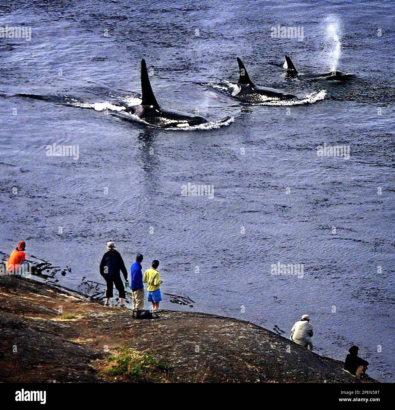** FILE ** The massive pectoral fin of an adult male Orca offers a view ...