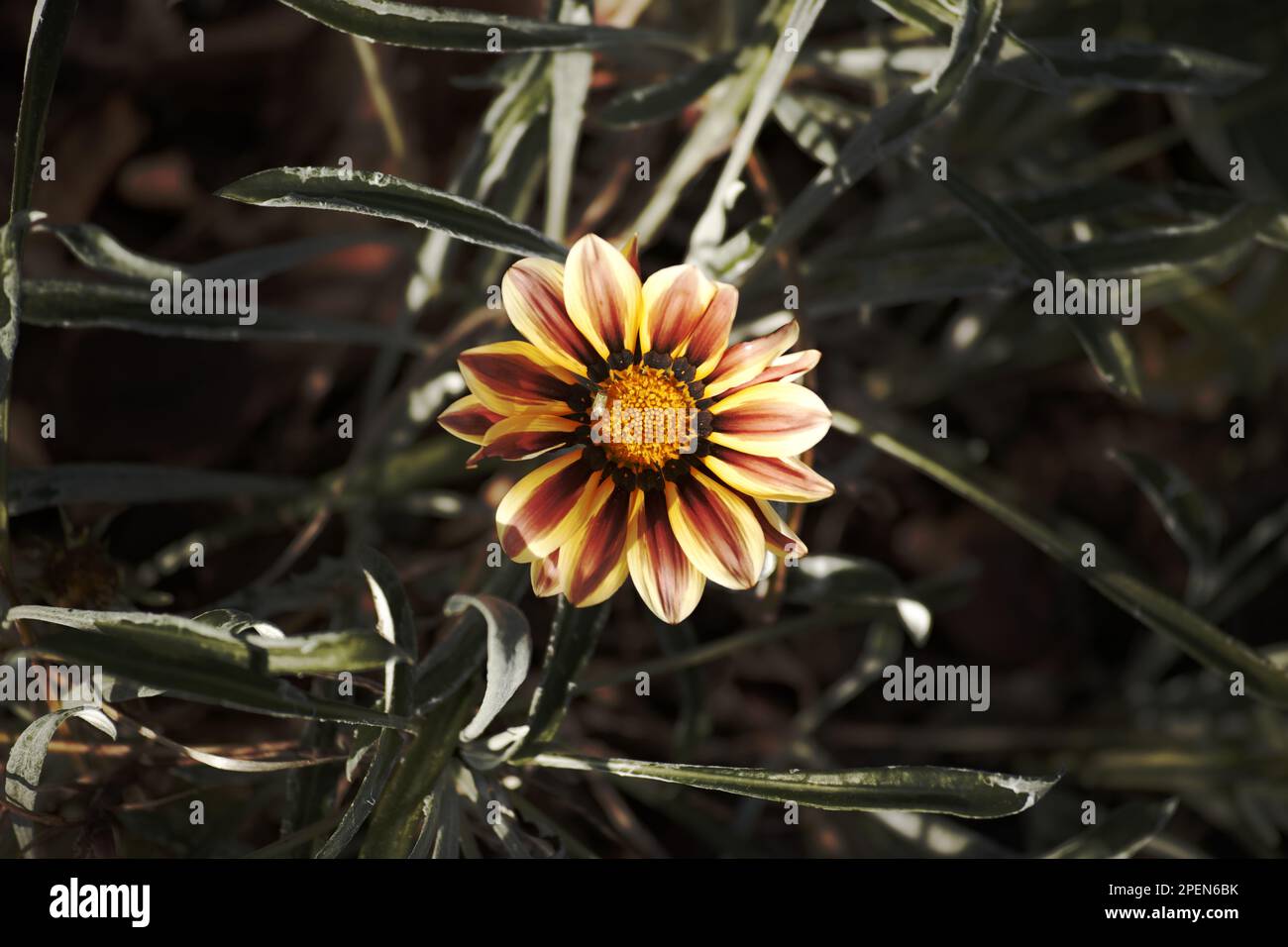 Rigen hi-res stock photography and images - Alamy