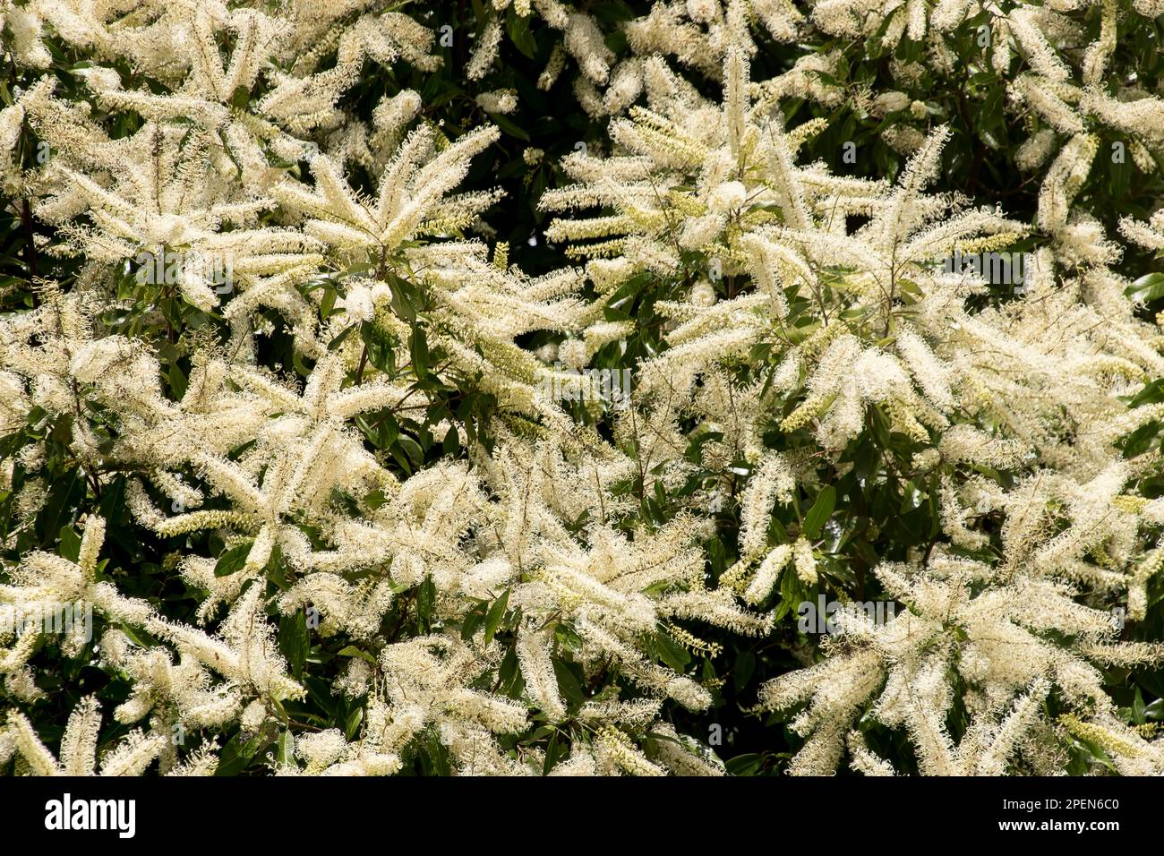 Huge mass of fragrant white blossom of Australian Ivory Curl tree ...