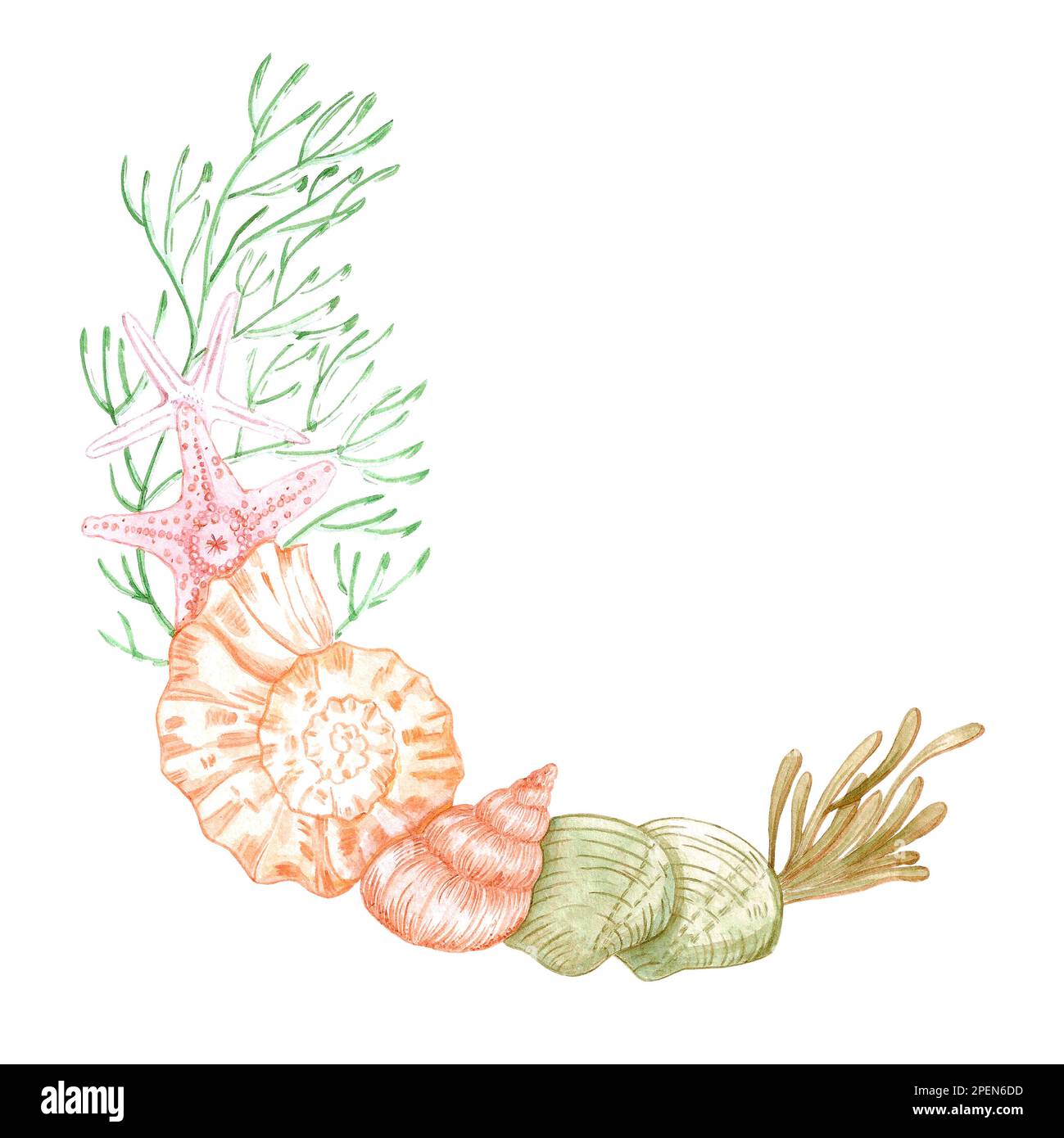 Hand drawn watercolor seashells and seaweed composition wreath ...