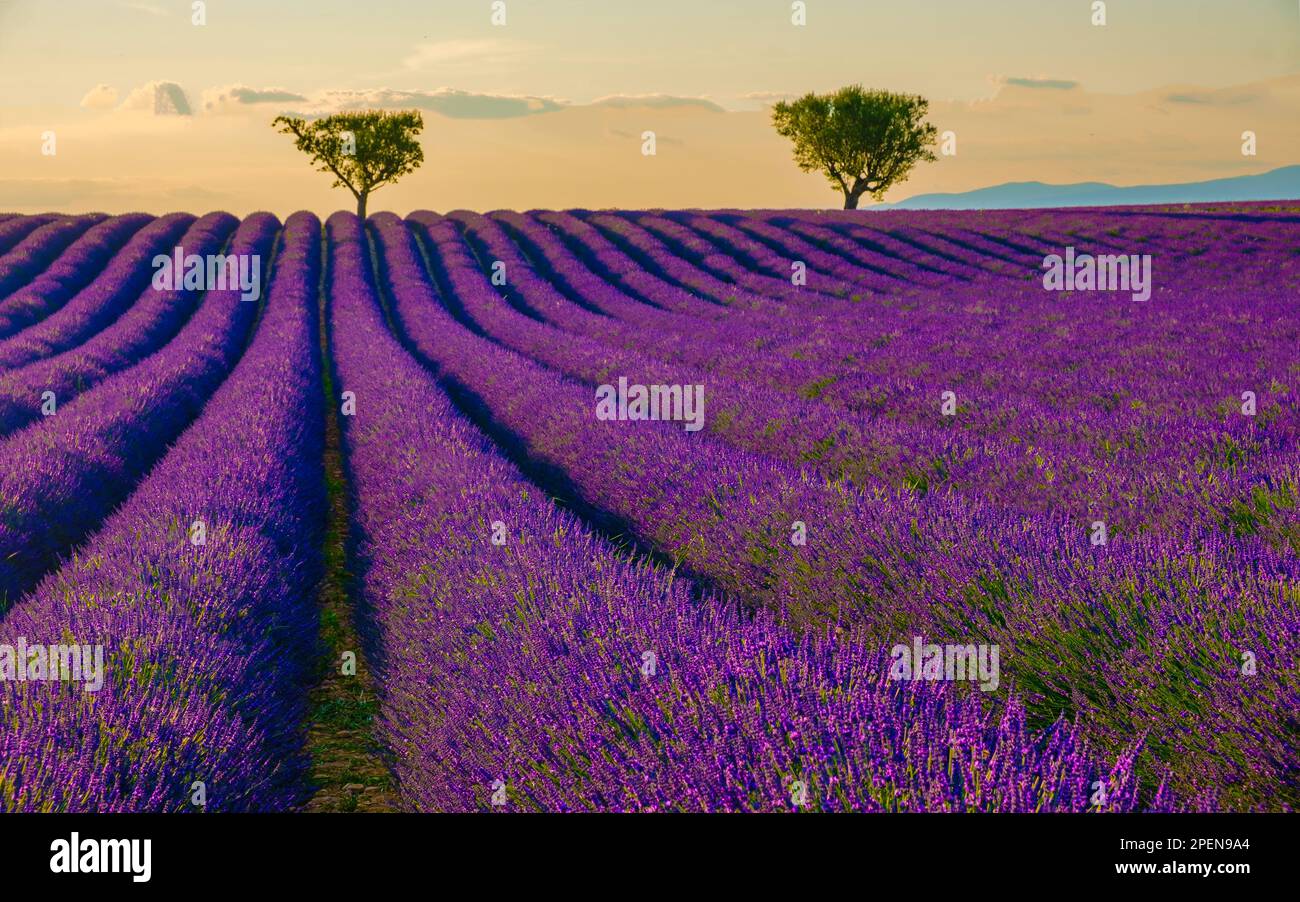 Provence, Lavender field at sunset, Valensole Plateau Provence France ...