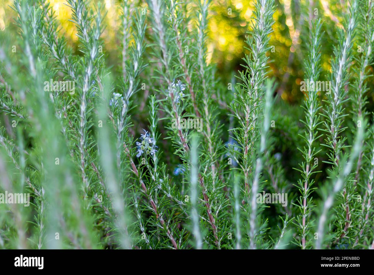 Close-up fresh organic Rosemary herb grow outdoor. Aromatic and ...