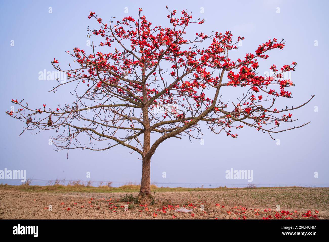 Flowers of Bombax ceiba tree on the blue sky background Stock Photo - Alamy