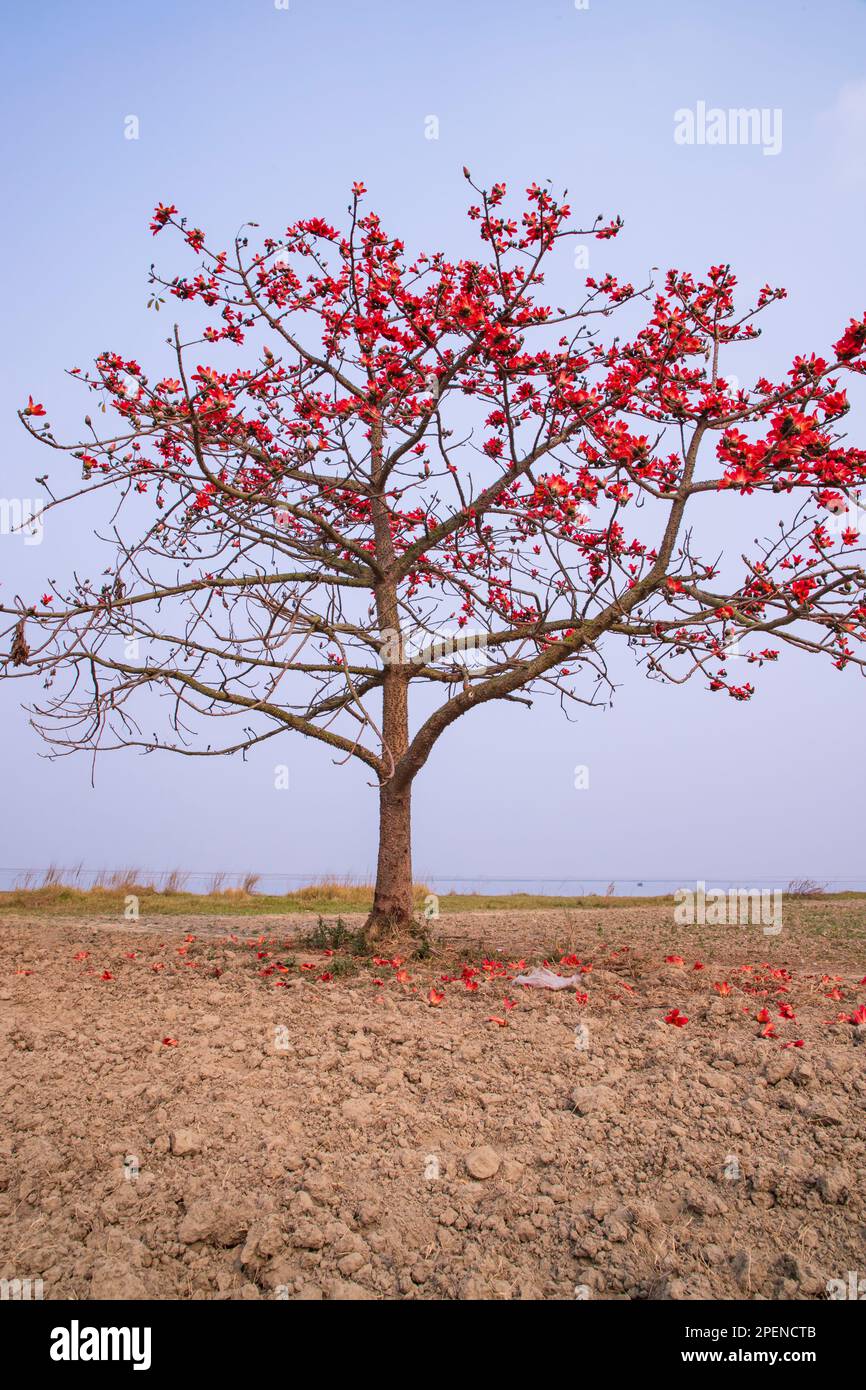 Flowers of Bombax ceiba tree on the blue sky background Stock Photo - Alamy