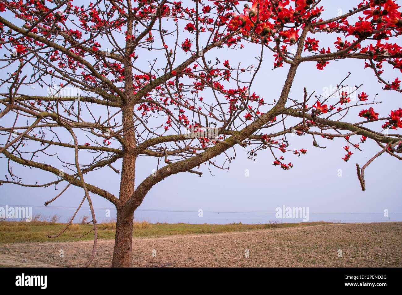 Flowers of Bombax ceiba tree on the blue sky background Stock Photo - Alamy