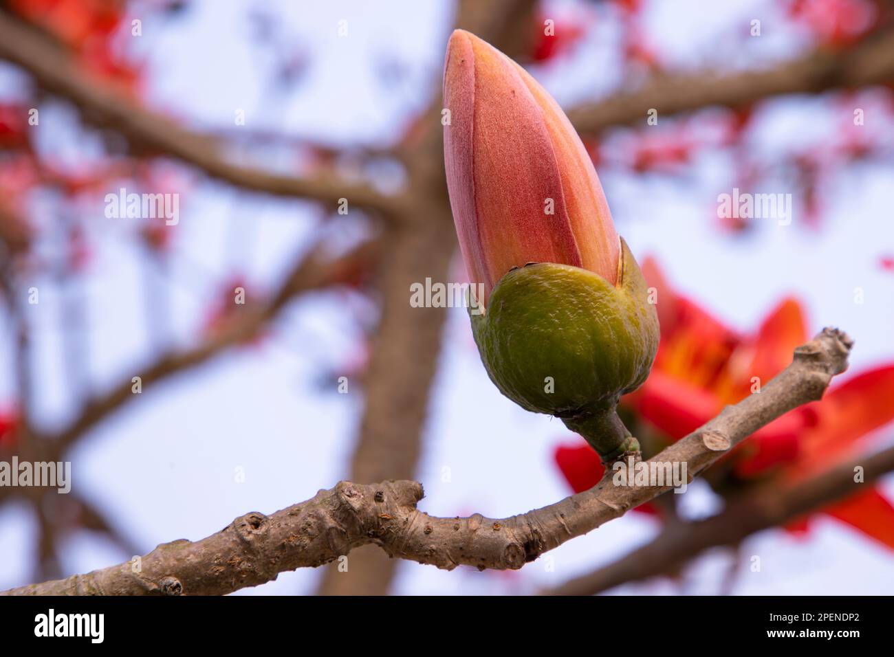 Bombax Buds of a tree with flowers on a background of blue sky Stock ...
