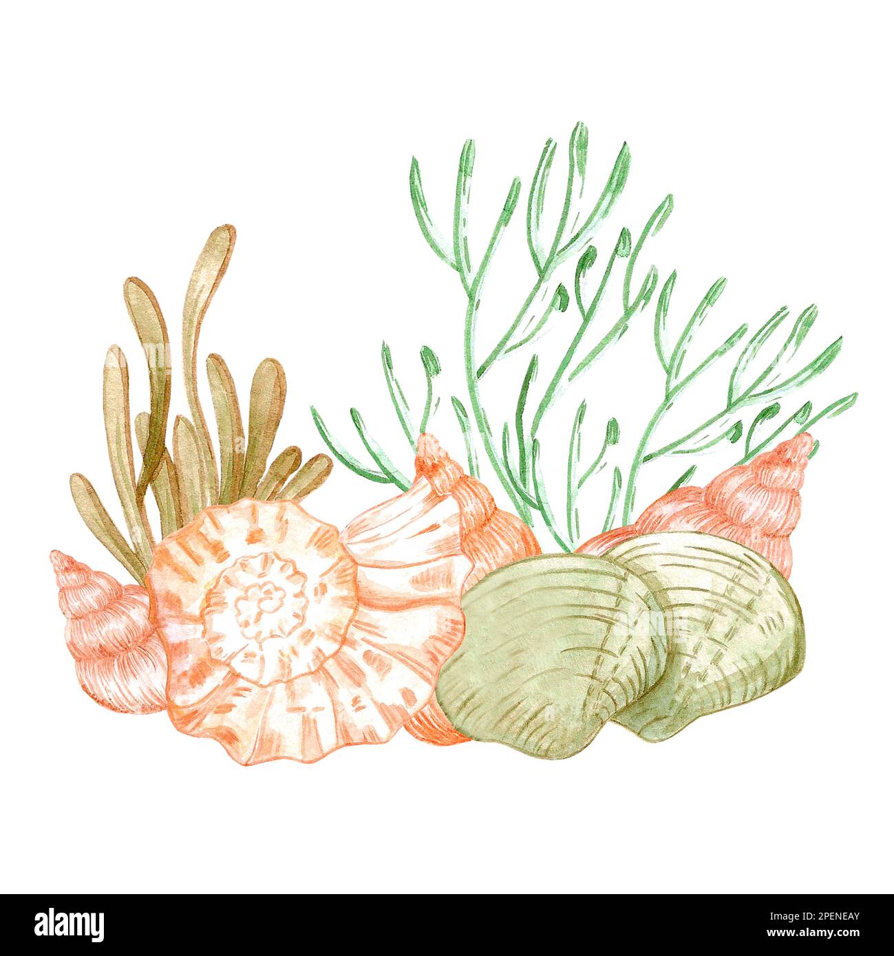 Hand drawn watercolor seashells and seaweed composition. Isolated on ...