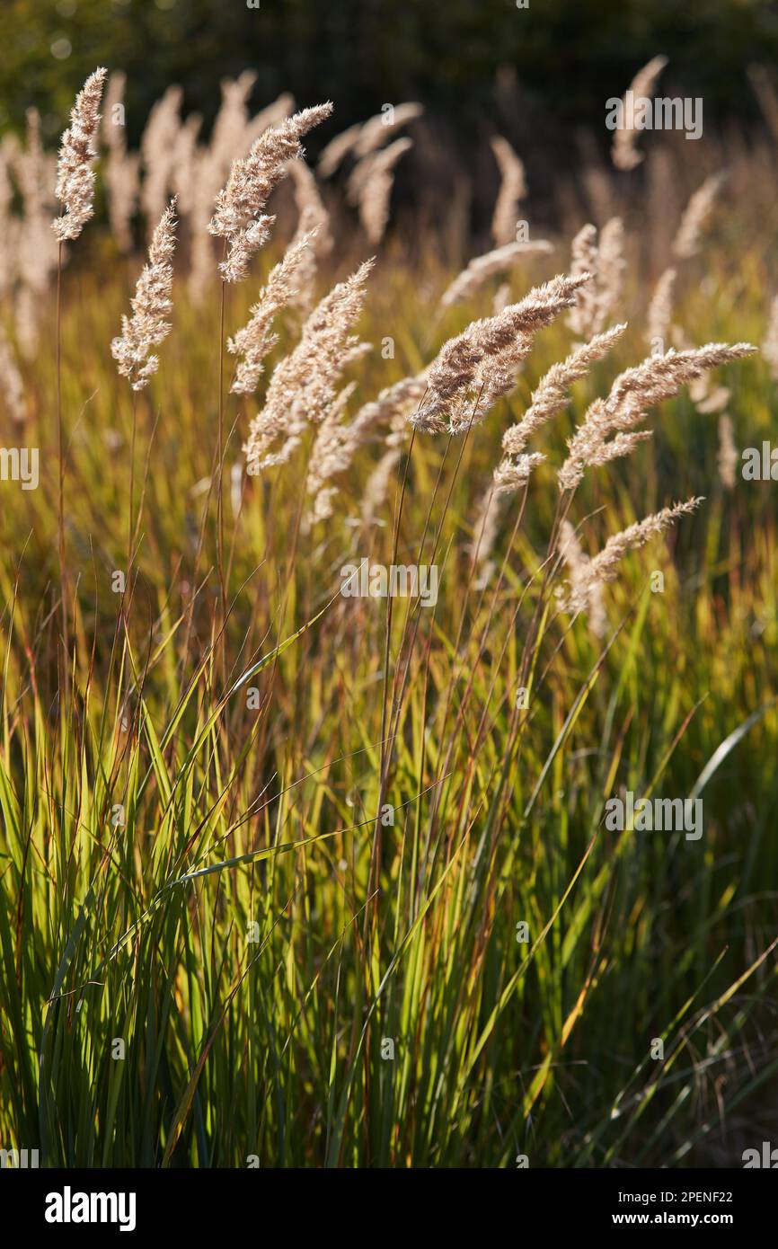 Upright reed hi-res stock photography and images - Alamy