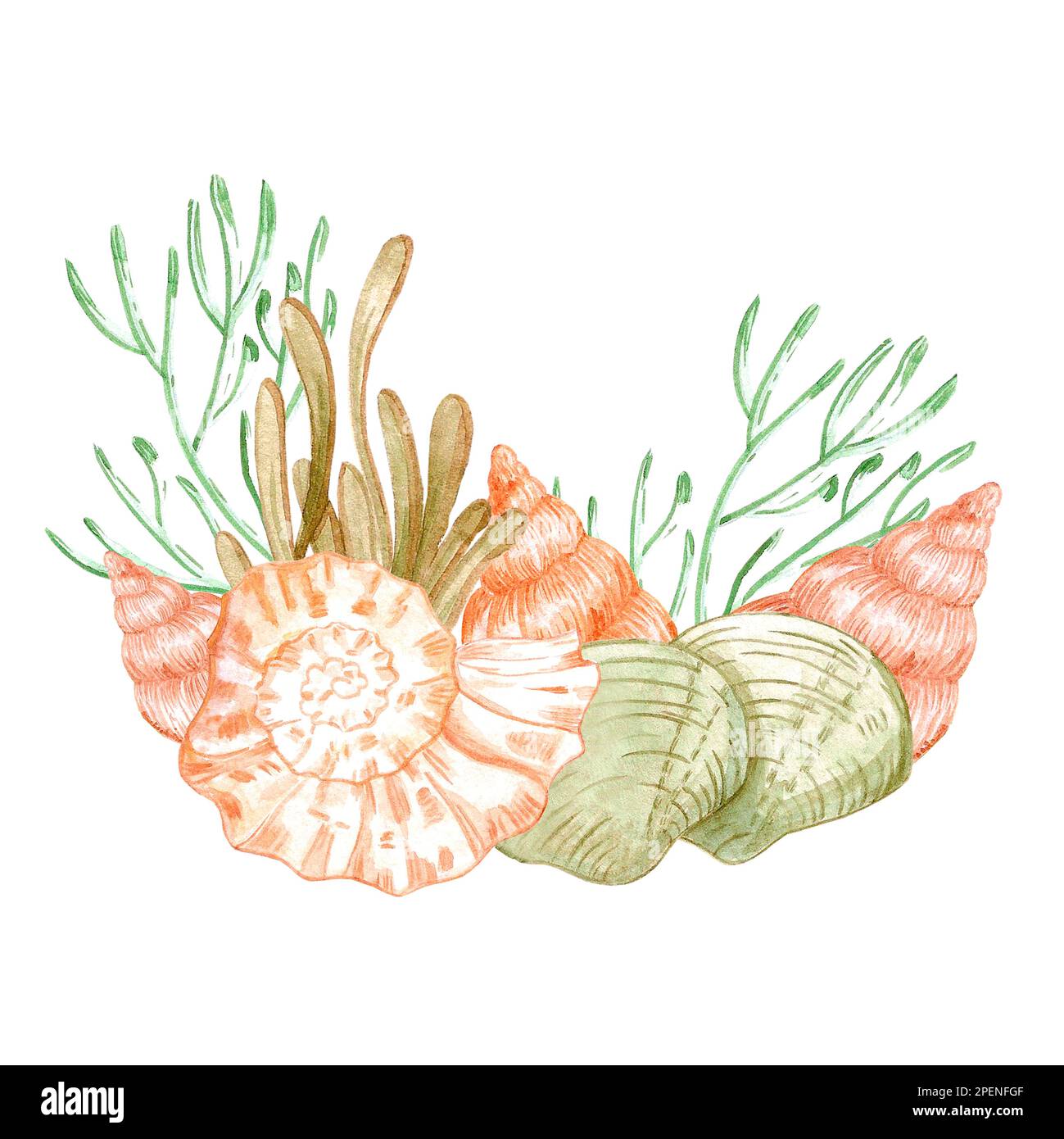 Hand drawn watercolor seashells and seaweed composition. Isolated on ...