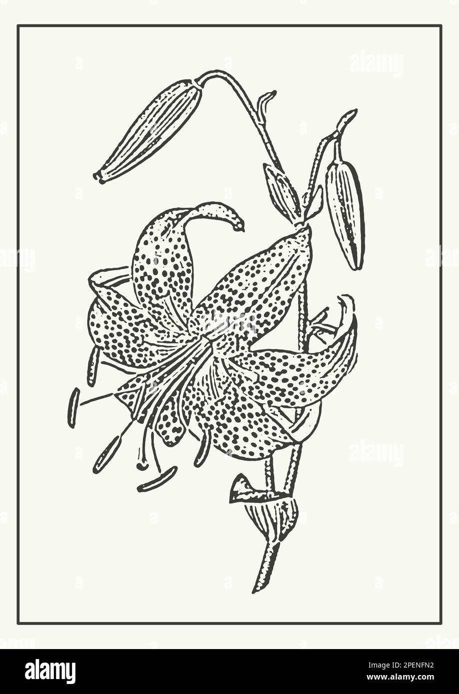 Blooming tiger lily botanical poster illustration. Sketch art in ...
