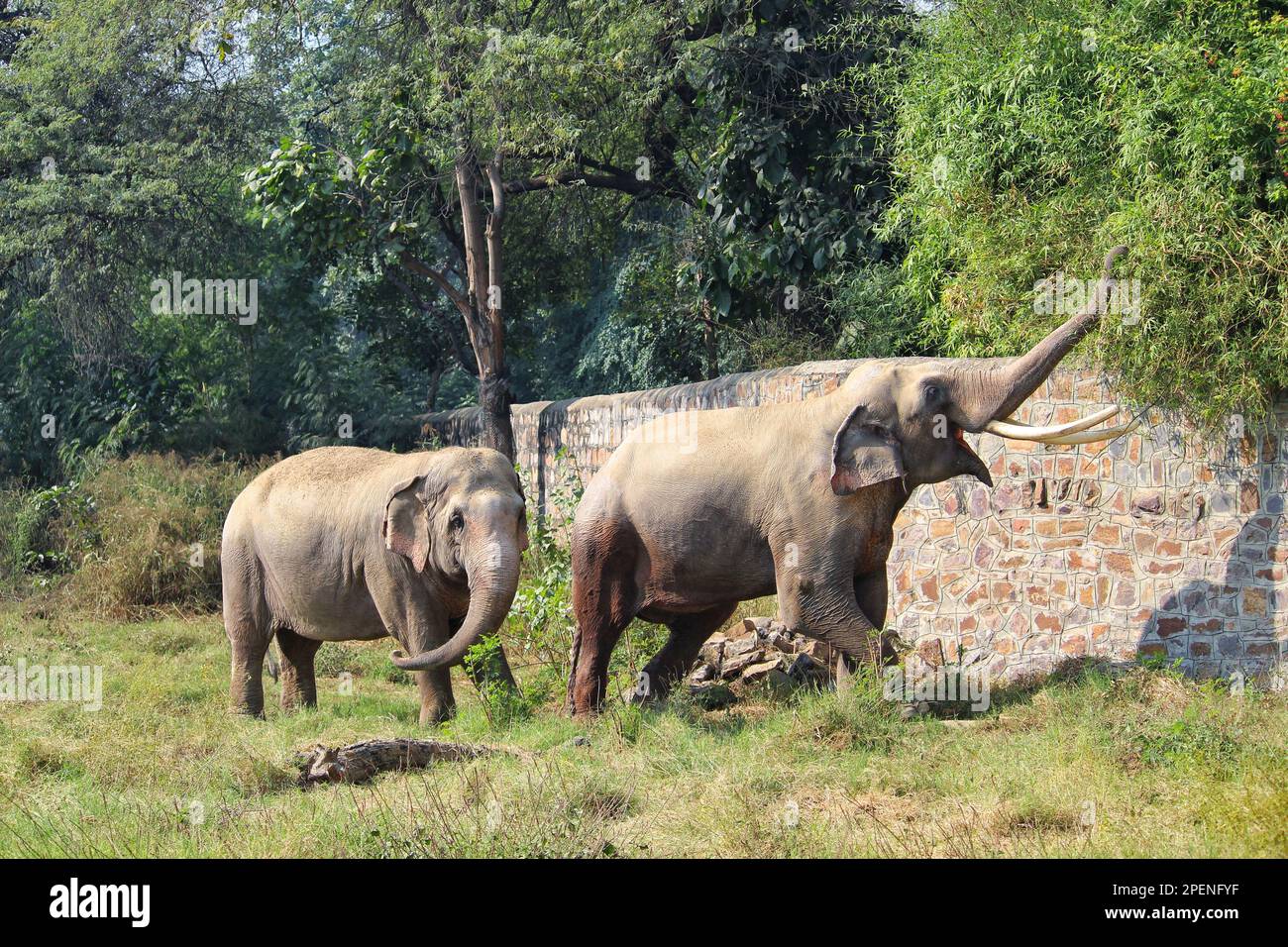 Two Asian wild elephant partners affectionately playing with their ...