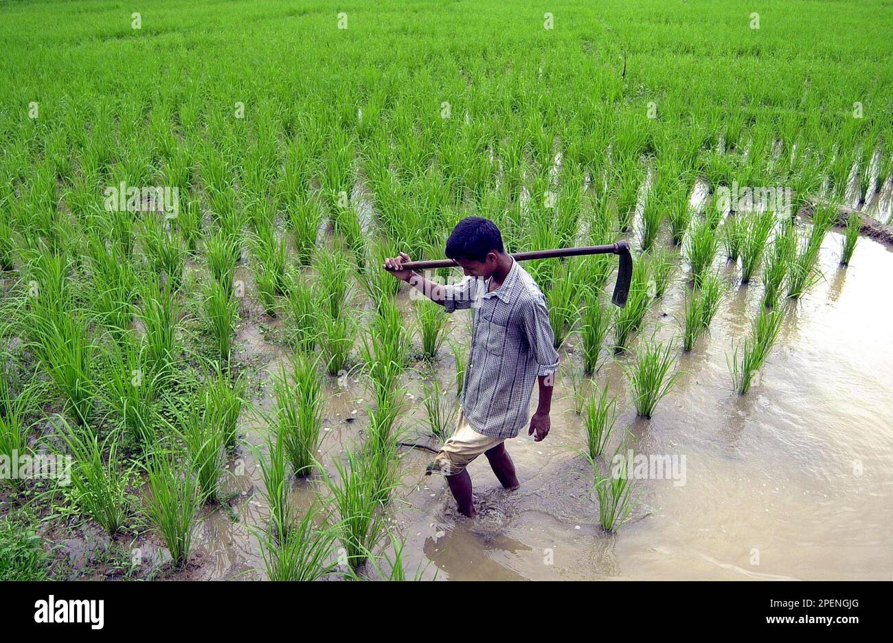 Manoj Kathar, 22, walks with a spade through a paddy field in Lokhora ...