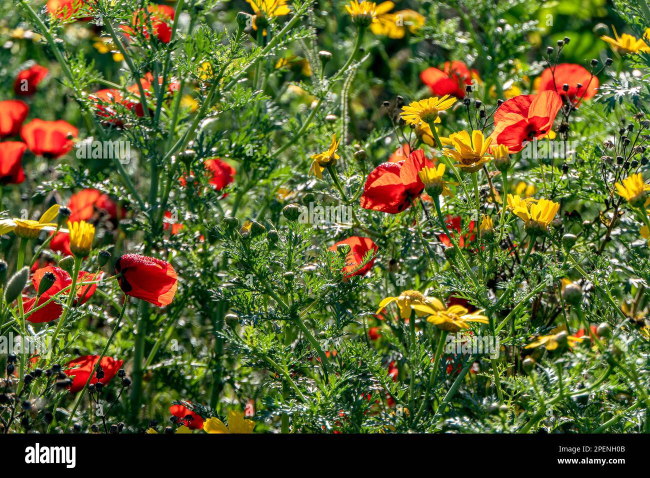Red poppies closeup blooming hi-res stock photography and images - Alamy