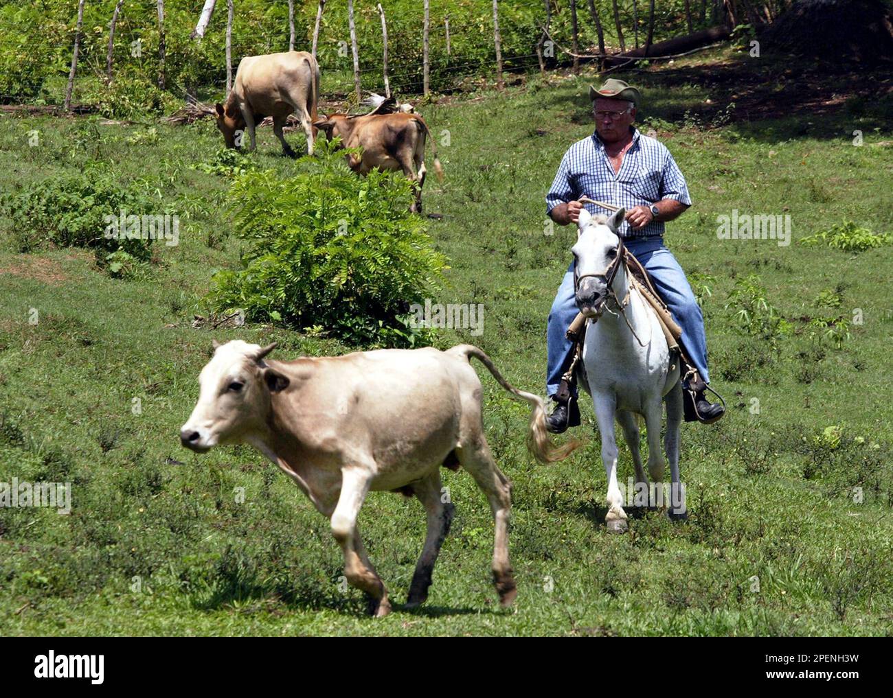 Cuban Raul Hernandez rides by what he considers the smallest cows in ...