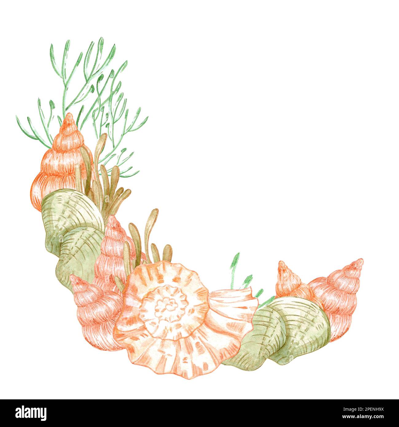 Hand drawn watercolor seashells and seaweed composition wreath ...