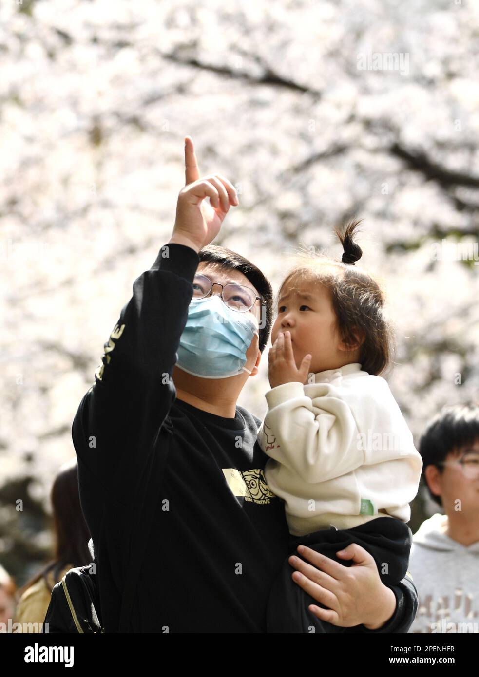 Nanjing cherry hi-res stock photography and images - Alamy