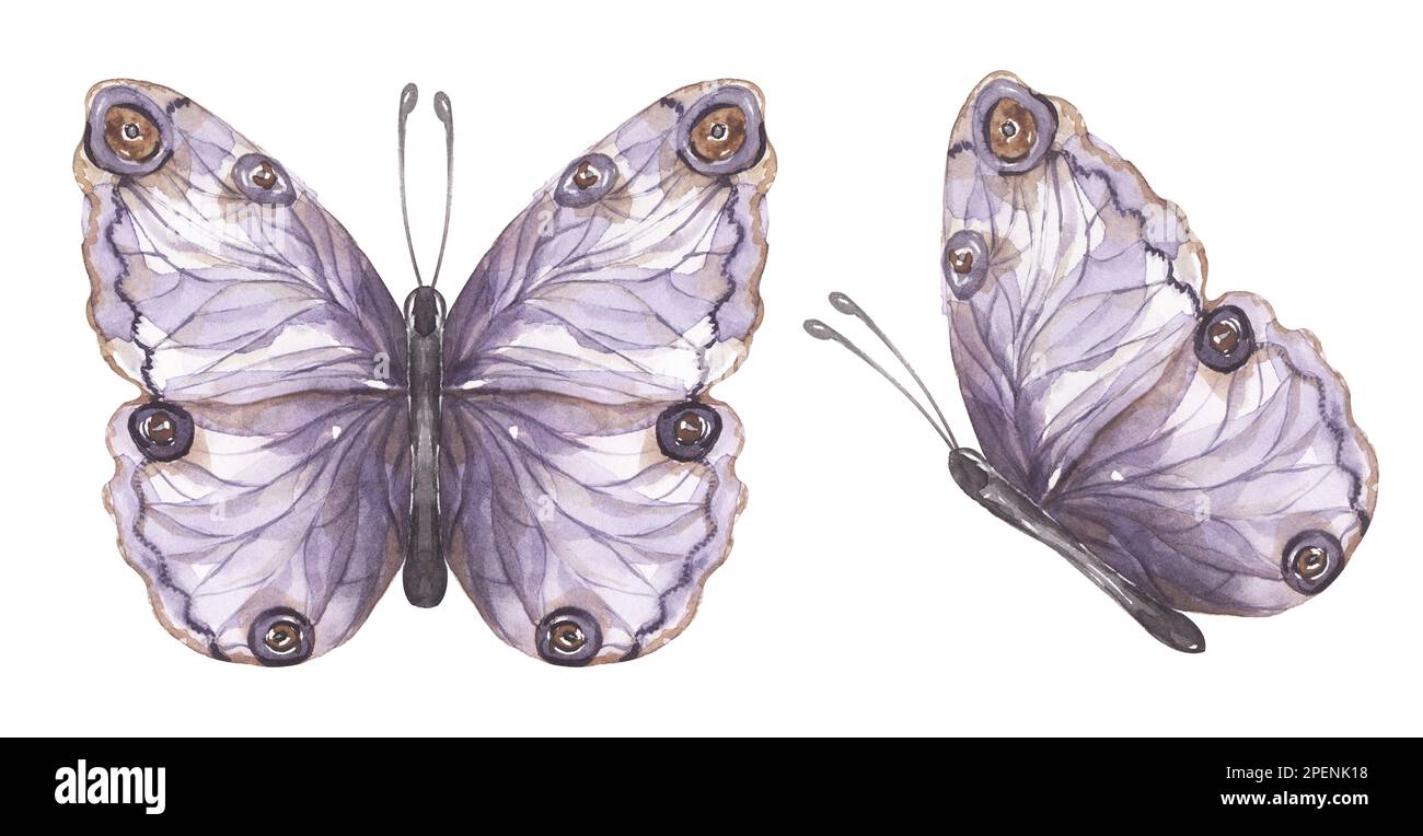 Watercolor violet butterfly illustration, butterfly clipart set. garden ...