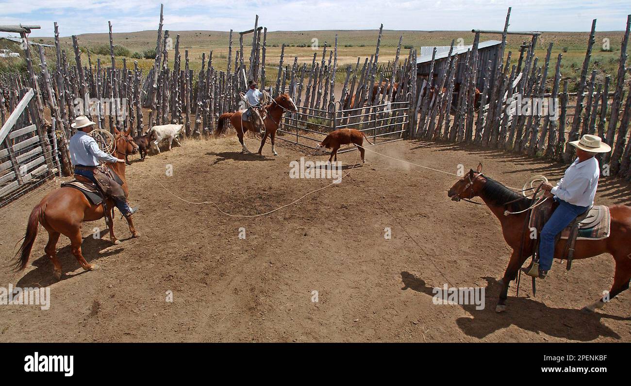 Cowboys rope a calf in the corral at Chris Black's "cow camp" in the ...