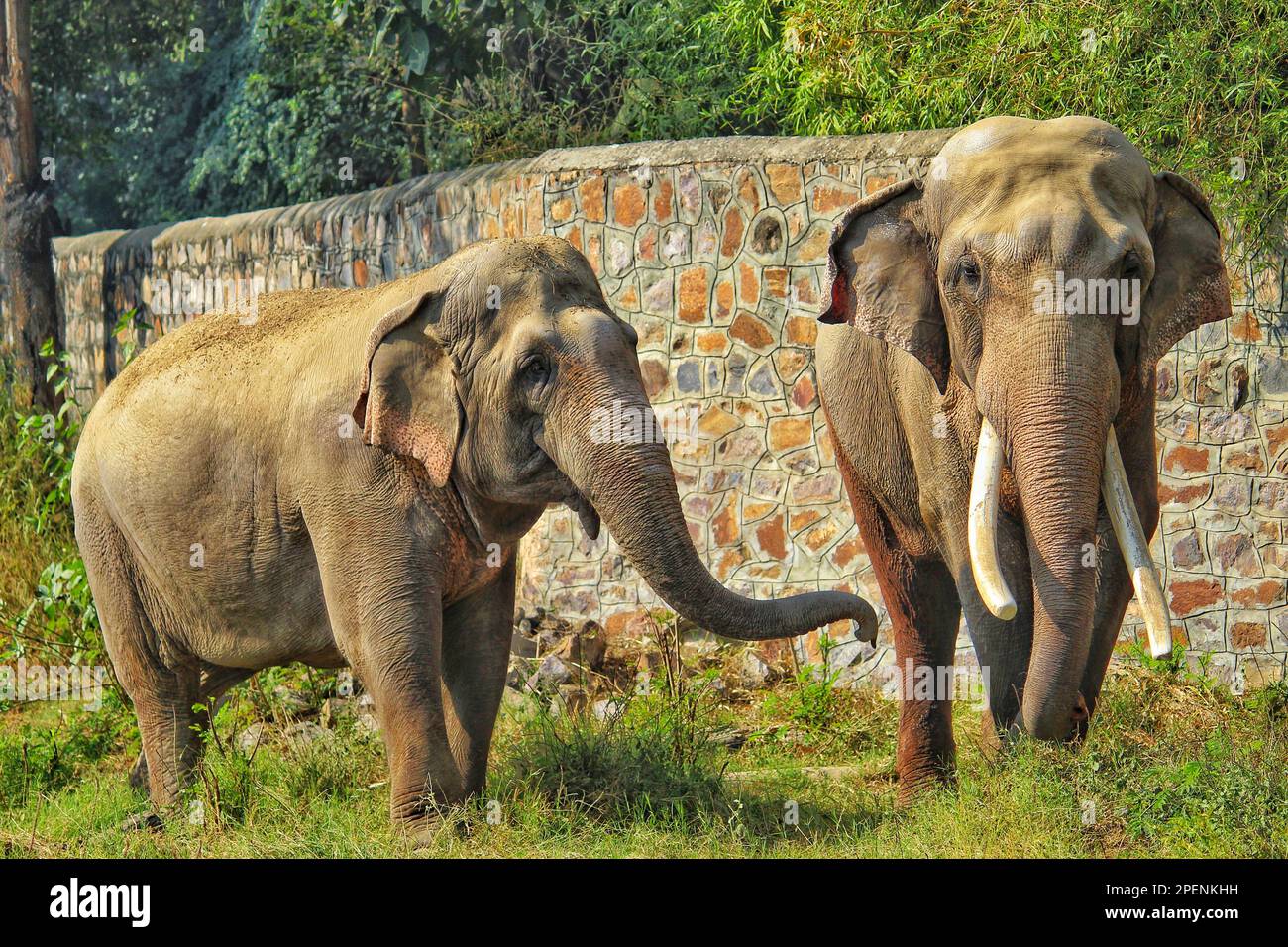 Two Asian wild elephant partners affectionately playing with their ...