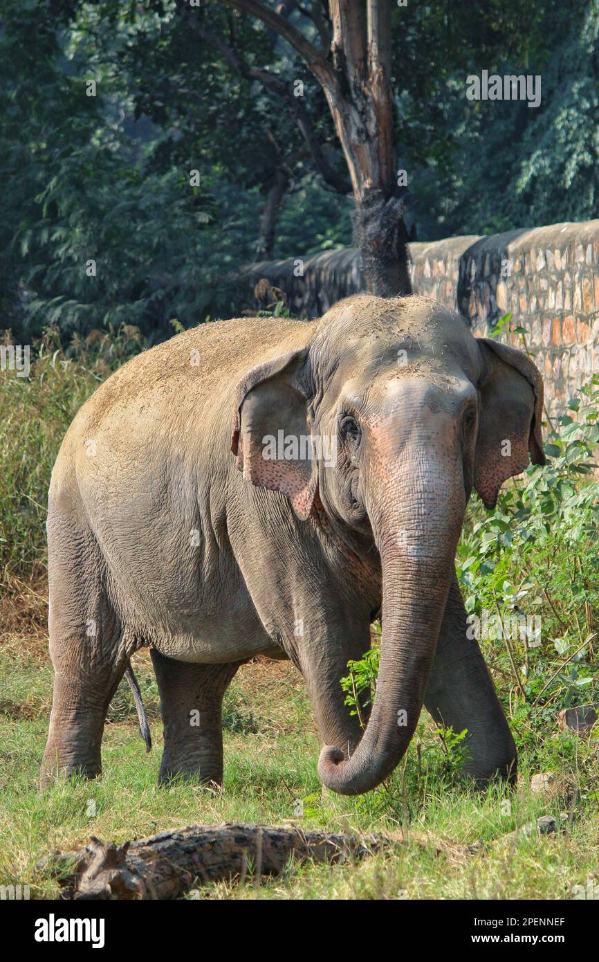 Majestic elephant in wild hi-res stock photography and images - Alamy