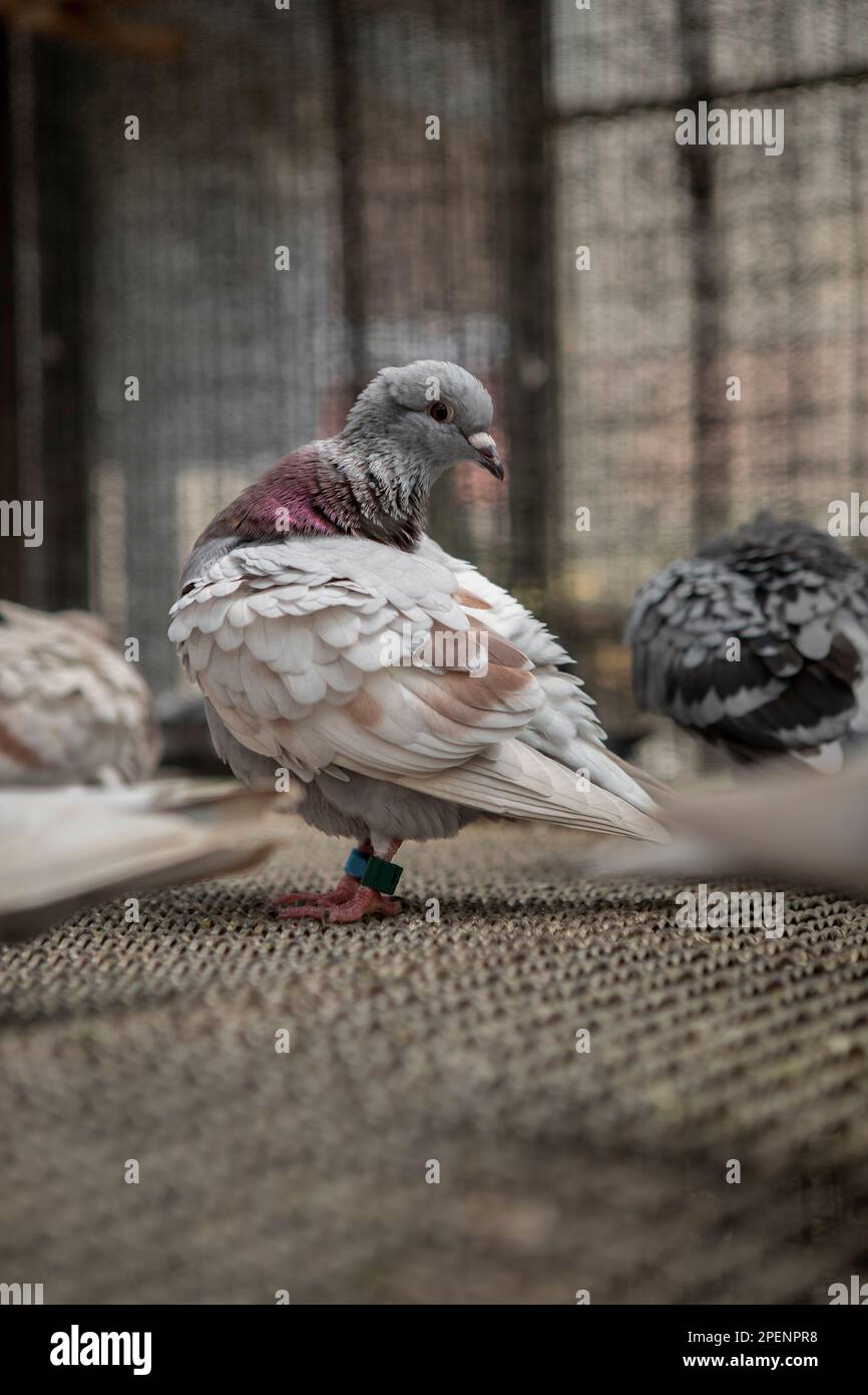 mealy color of homing pigeon preening feather in home loft , pigeon ...