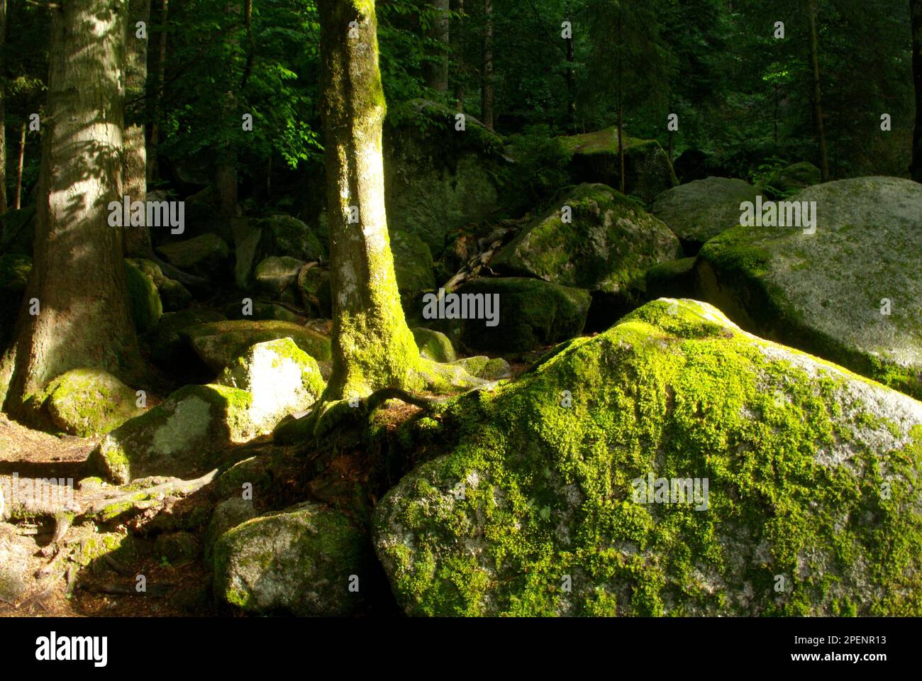Pieceful shadowy clearing, place inside the woods of the Schwarzwald ...