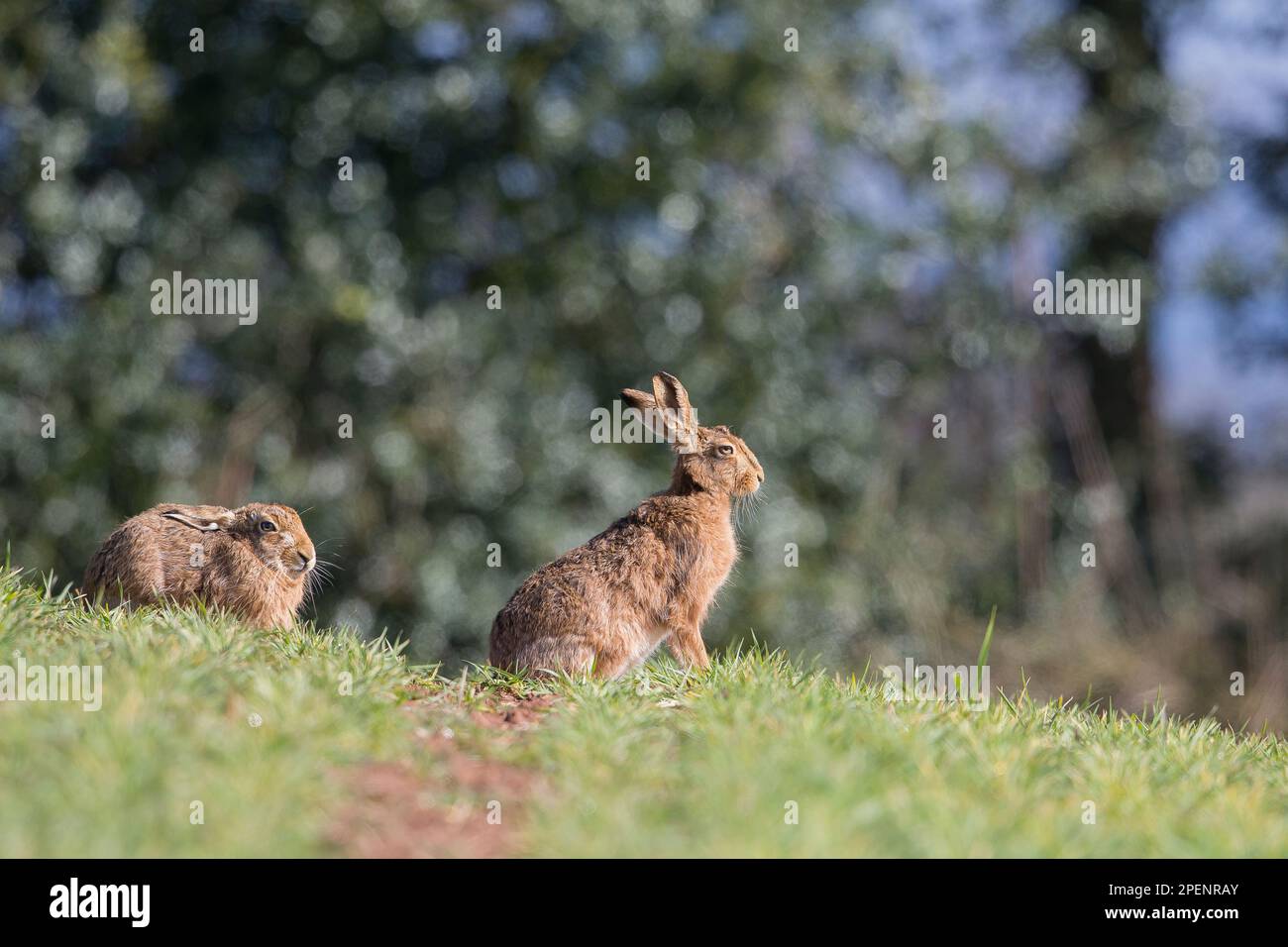 Mating hares hi-res stock photography and images - Alamy