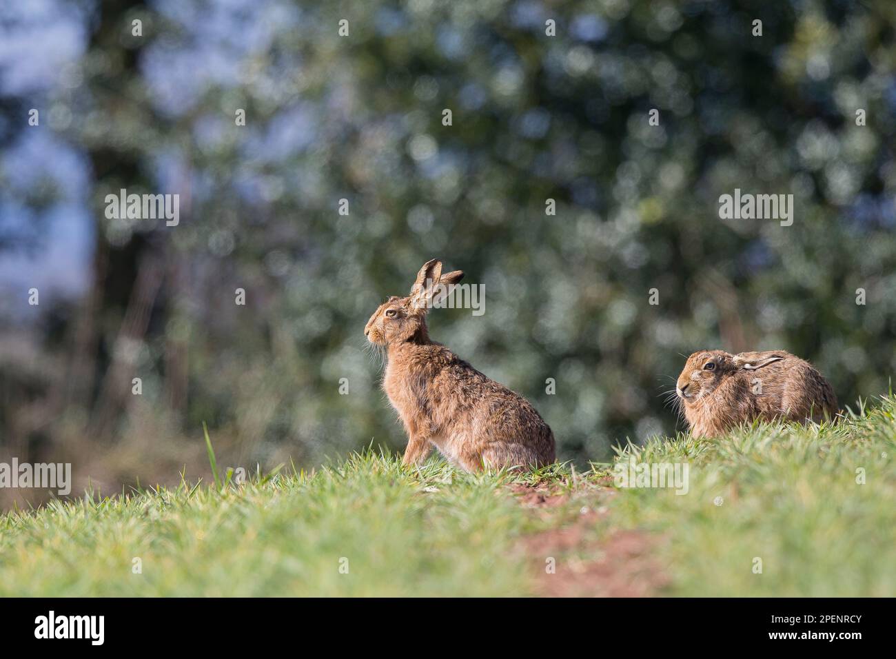 Mating hares hi-res stock photography and images - Alamy