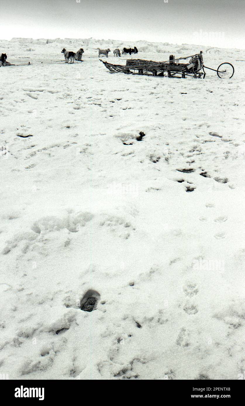 ANTARCTIC Grahamland BAS dog sled team preparing for a trip awaiting ...