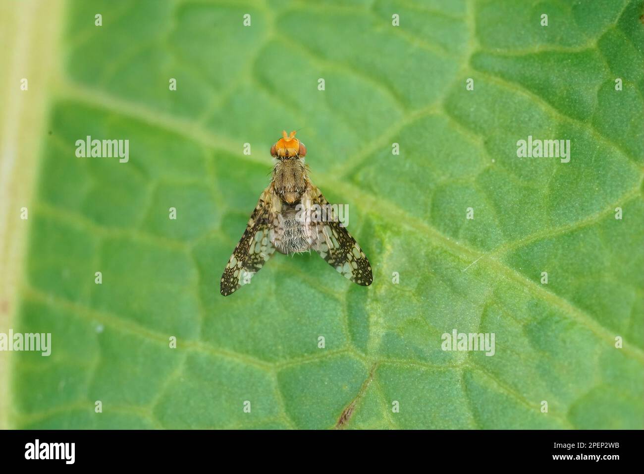 Naturtal closeup on a small wormwood or fruitfly fly, Oxyna parietina ...