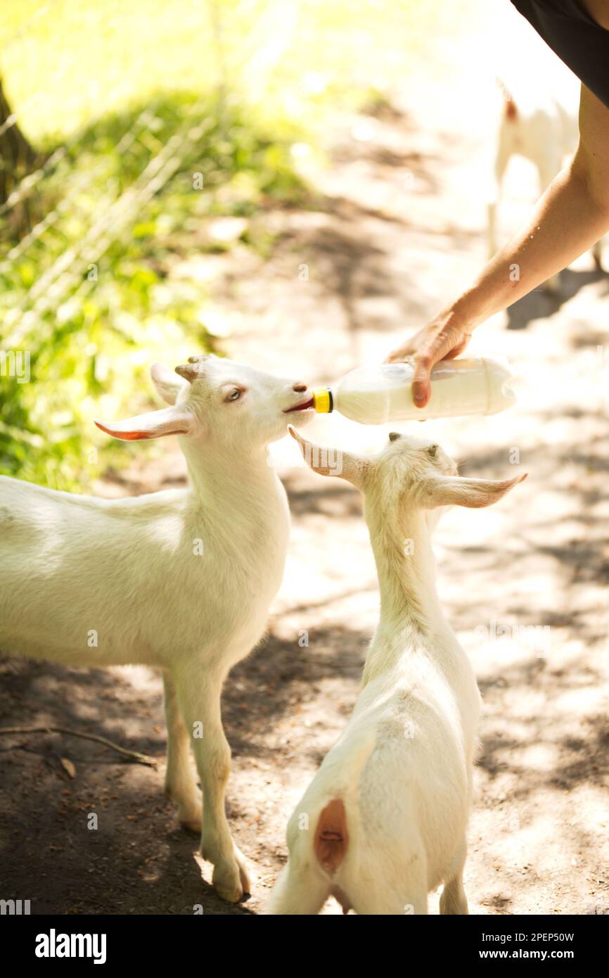 The baby goats drinking milk from a bottle on a small farm in Ontario ...