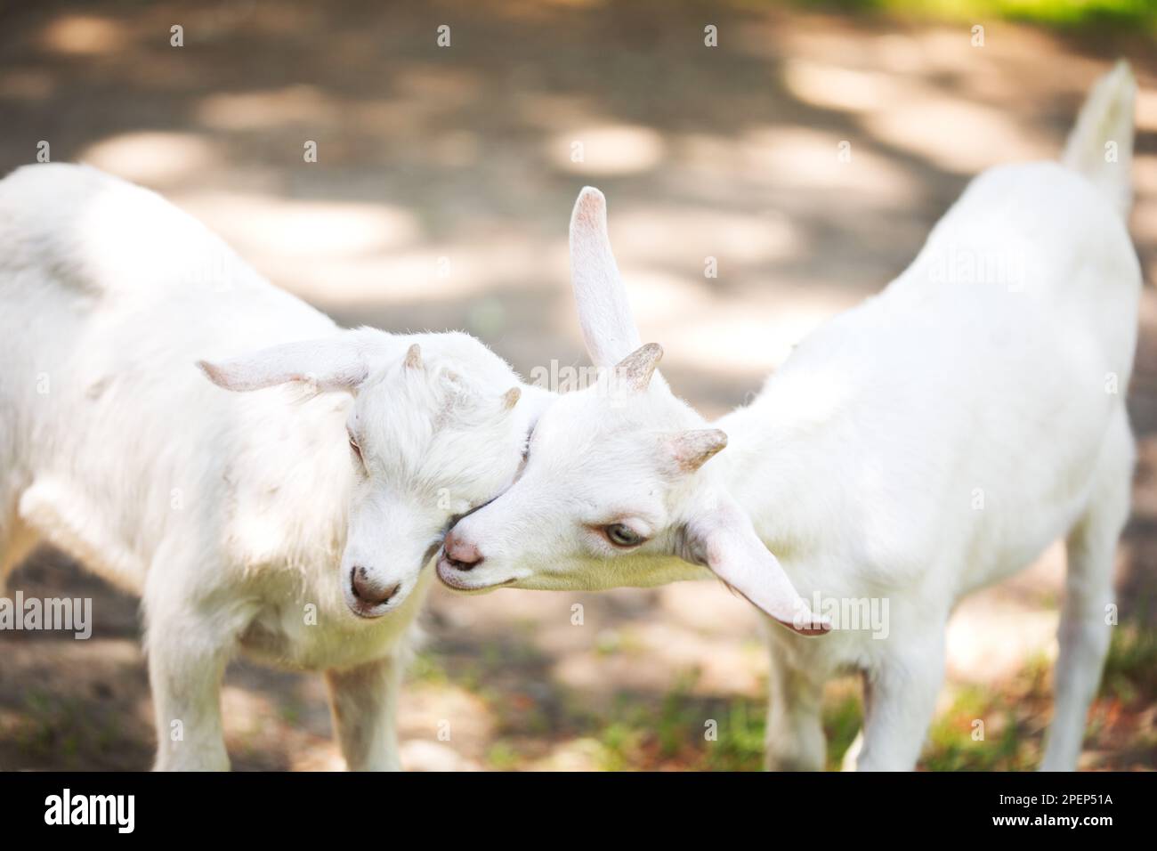 Stand two goats hi-res stock photography and images - Alamy