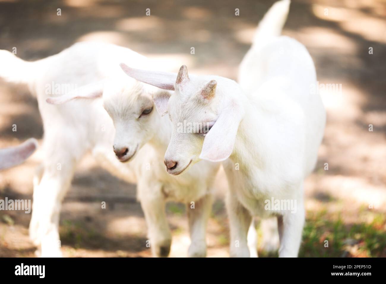 Two playful goat kids hi-res stock photography and images - Alamy